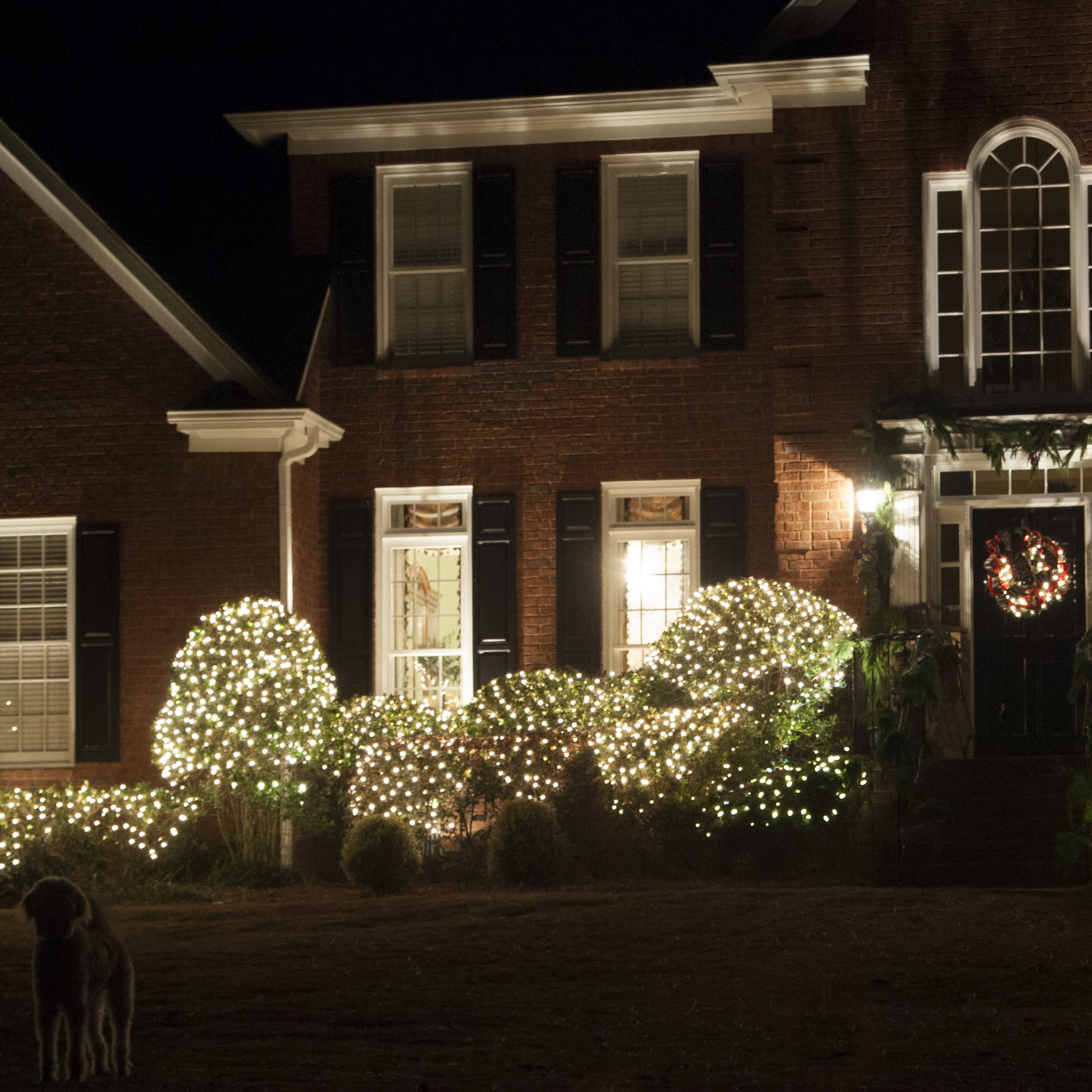 Kringle Traditions, Clear Mini Christmas Net Lights on Green Wire ...