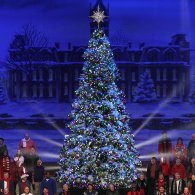 Giant Everest Christmas Trees - Wintergreen Corporation