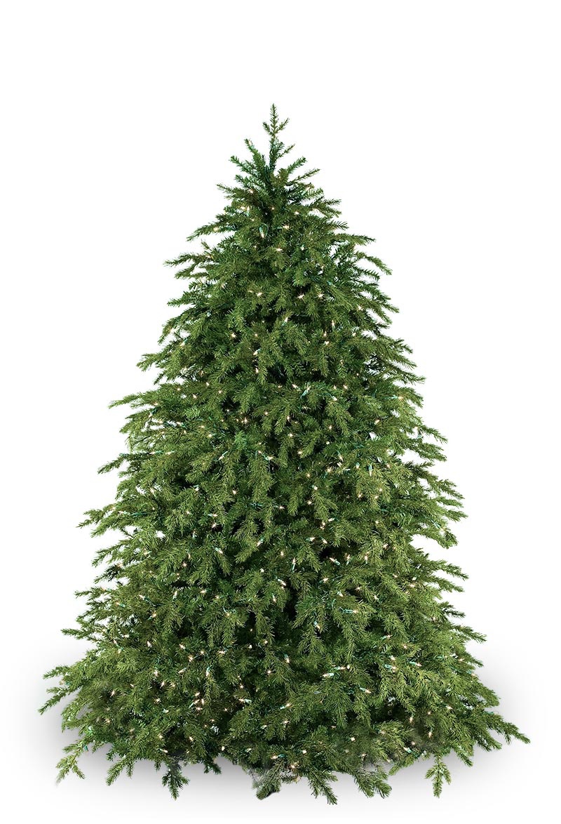 Hunter Fir - Wintergreen Corporation